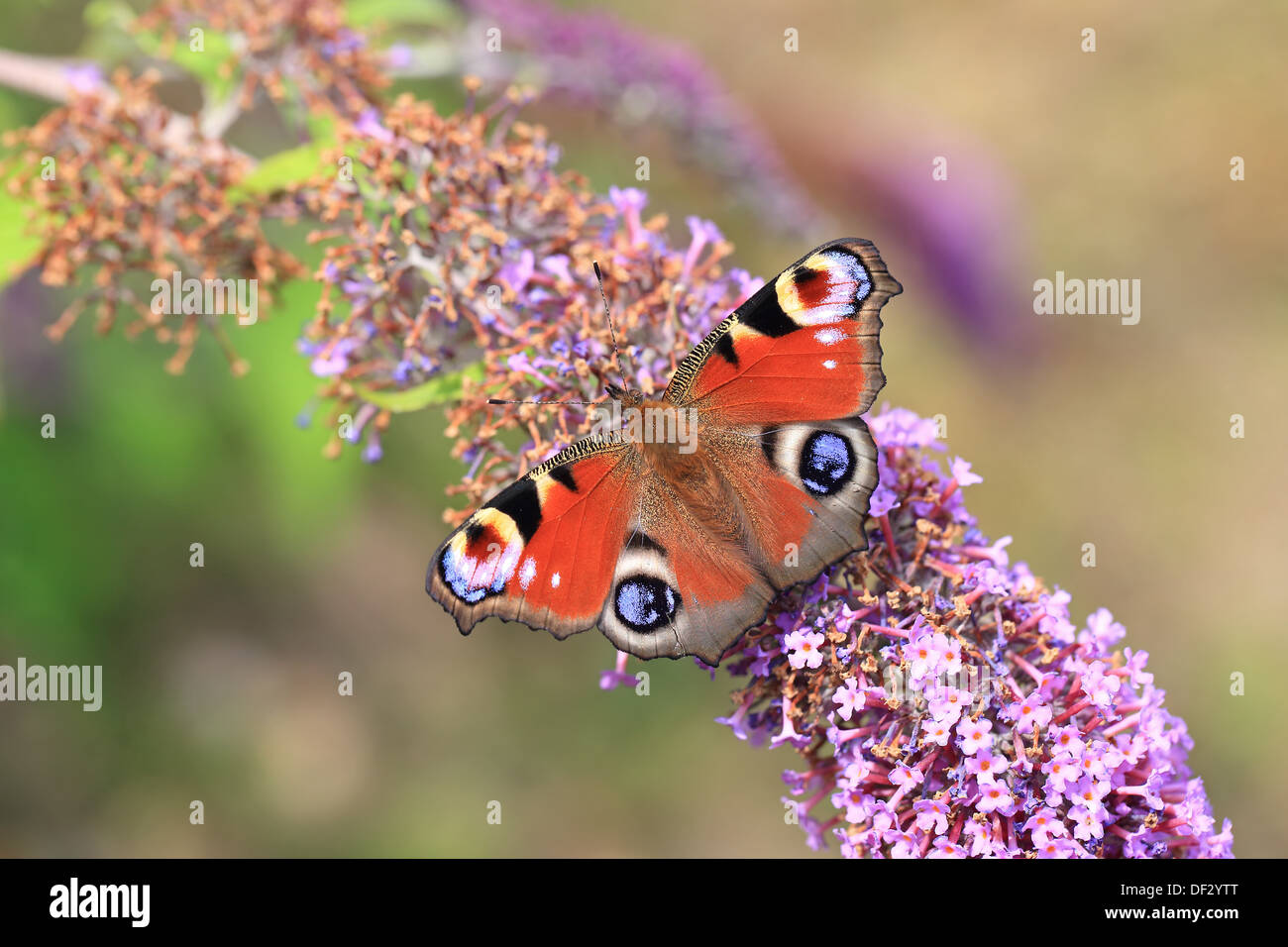 European Peacock (Inachis io Stock Photo - Alamy