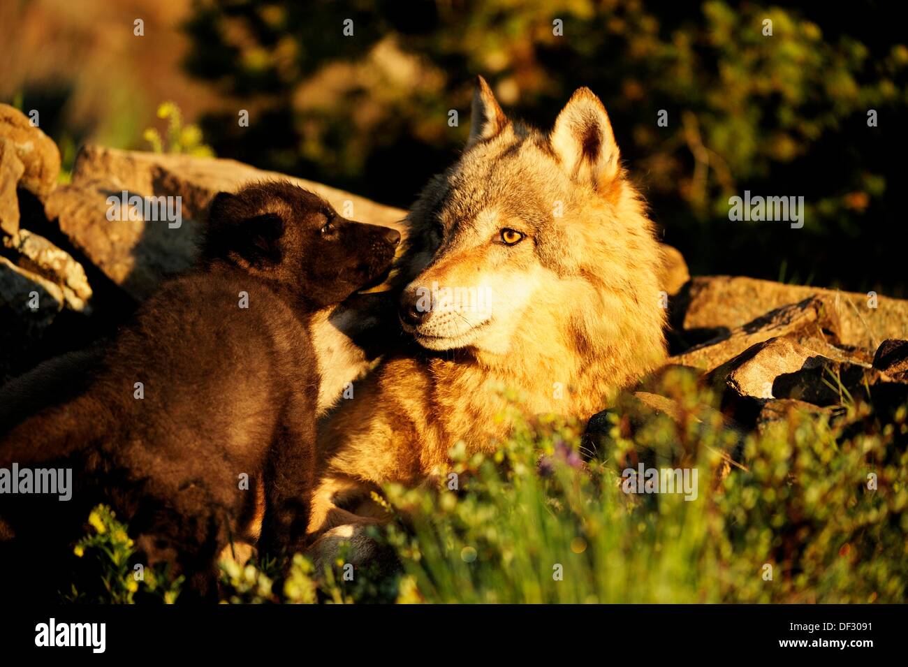Wolf cub at den hi-res stock photography and images - Alamy