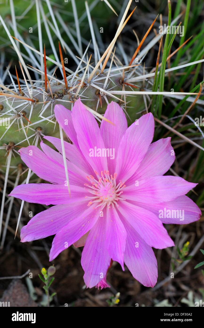Lewisia species hi-res stock photography and images - Alamy