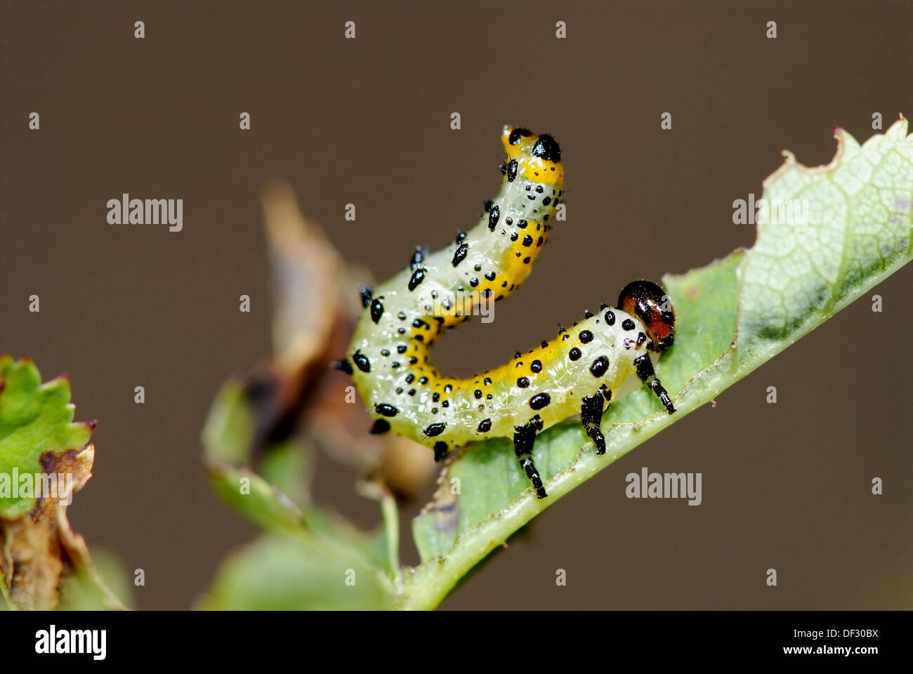 Sawfly arge rosae hi-res stock photography and images - Alamy