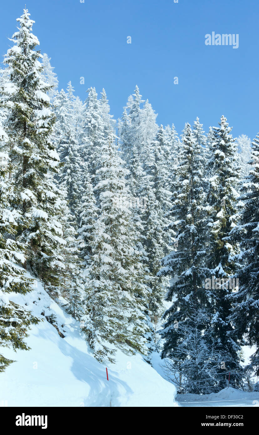 Alpine forest road hi-res stock photography and images - Alamy