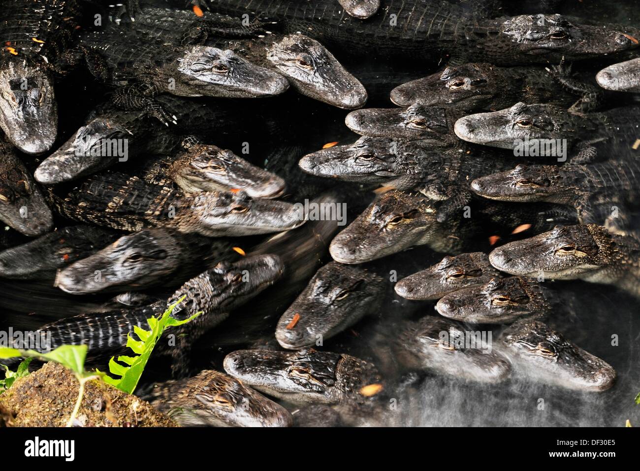 Alligator group hi-res stock photography and images - Alamy