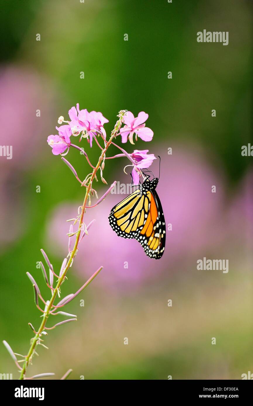Beautiful monarch butterfly danaus plexippus hi-res stock photography ...