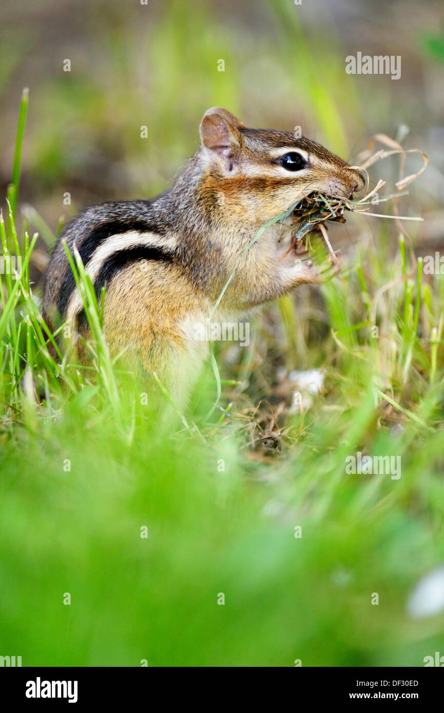 Chipmunk den hi-res stock photography and images - Alamy
