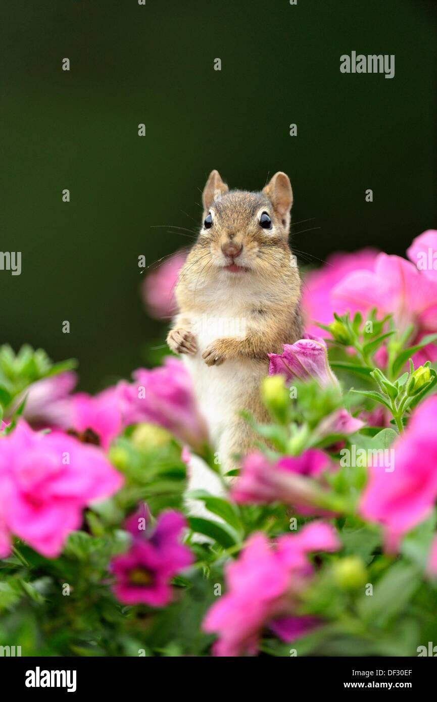Chipmunk species hi-res stock photography and images - Alamy