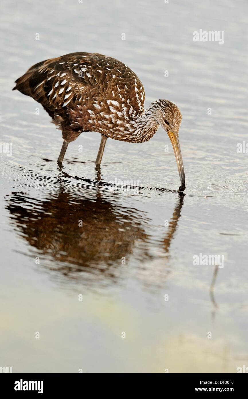 Florida Limpkin Aramus guarauna Hunting snails Stock Photo - Alamy