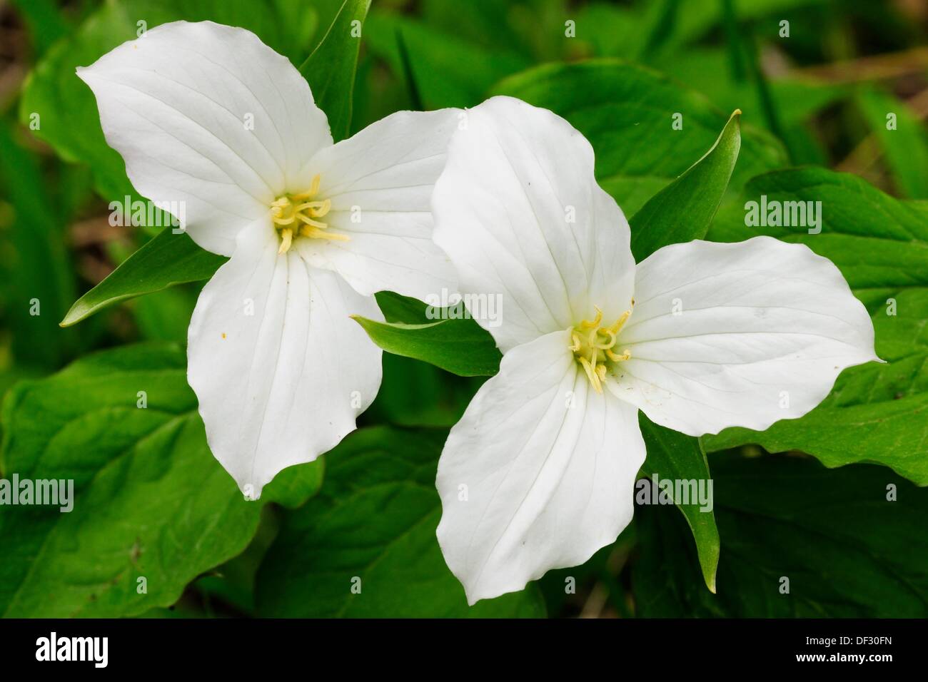 Large leaf trillium hi-res stock photography and images - Alamy