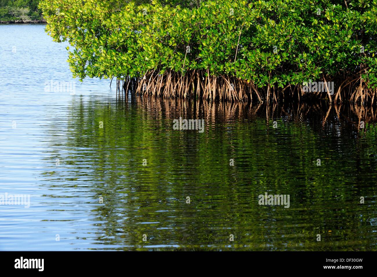 Mangroves ding darling wildlife refuge hi-res stock photography and ...