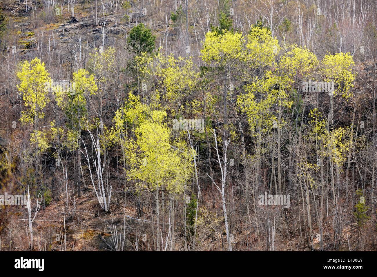 Woodlands biodiversity diverse hi-res stock photography and images - Alamy