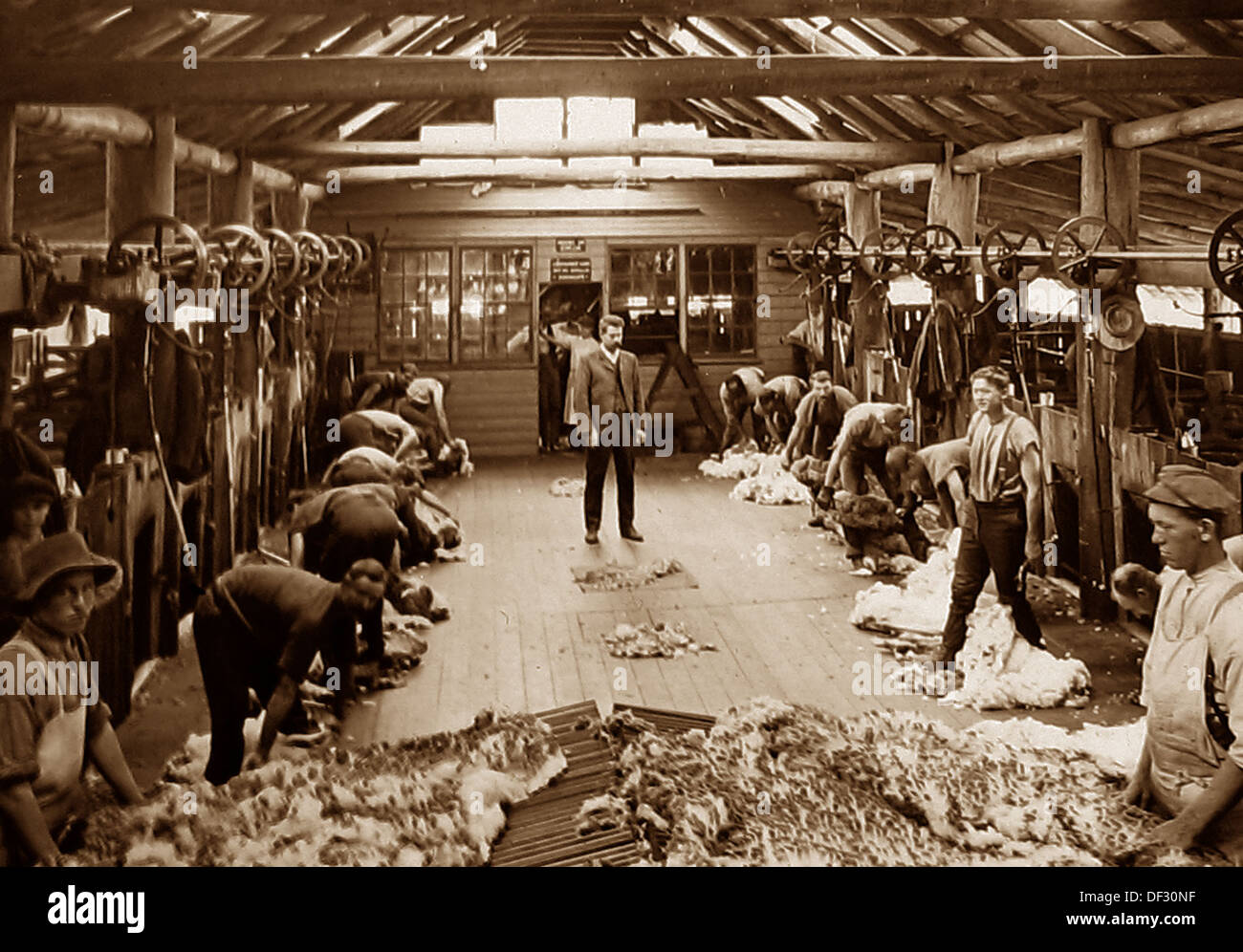 Sheep shearing and grading wool New South Wales Australia Victorian ...