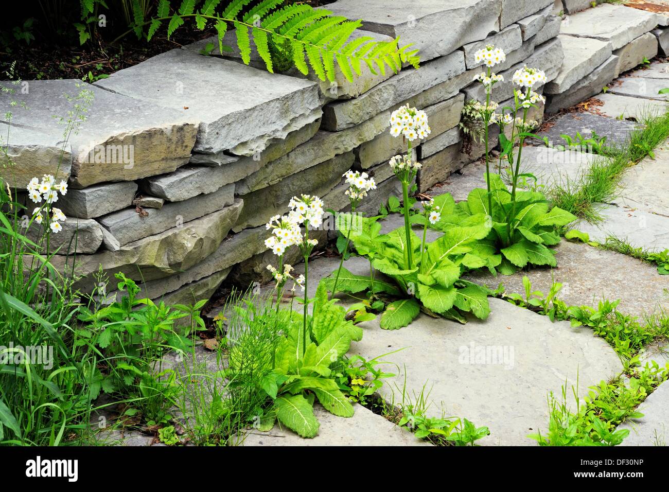Chinese pagoda primrose growing near stone wall and path. Ontario ...