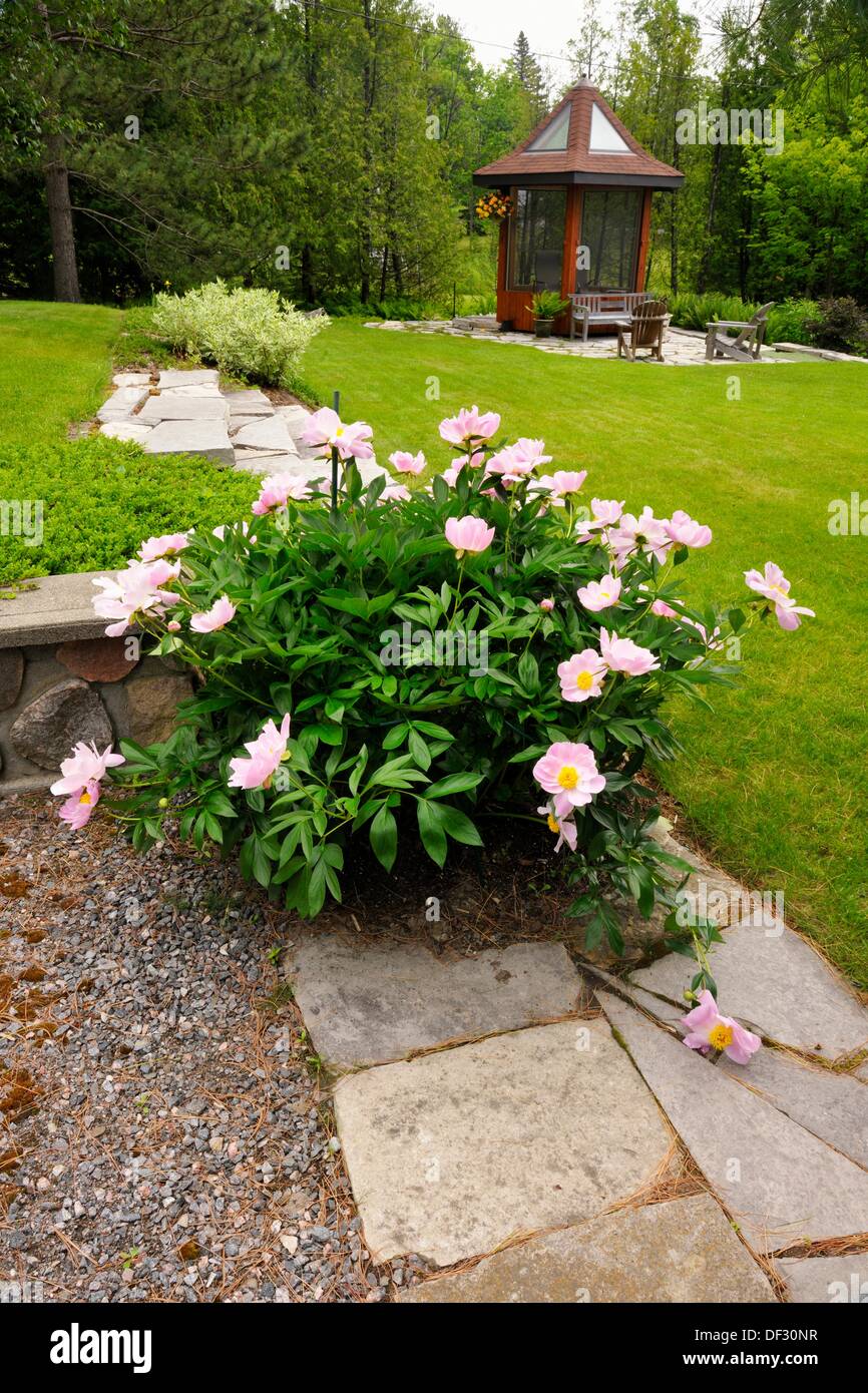 Flowering peony at edge of lawn Stock Photo - Alamy