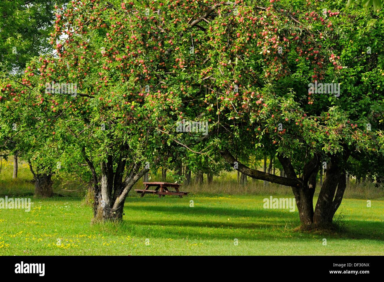Apple farm community hi-res stock photography and images - Alamy