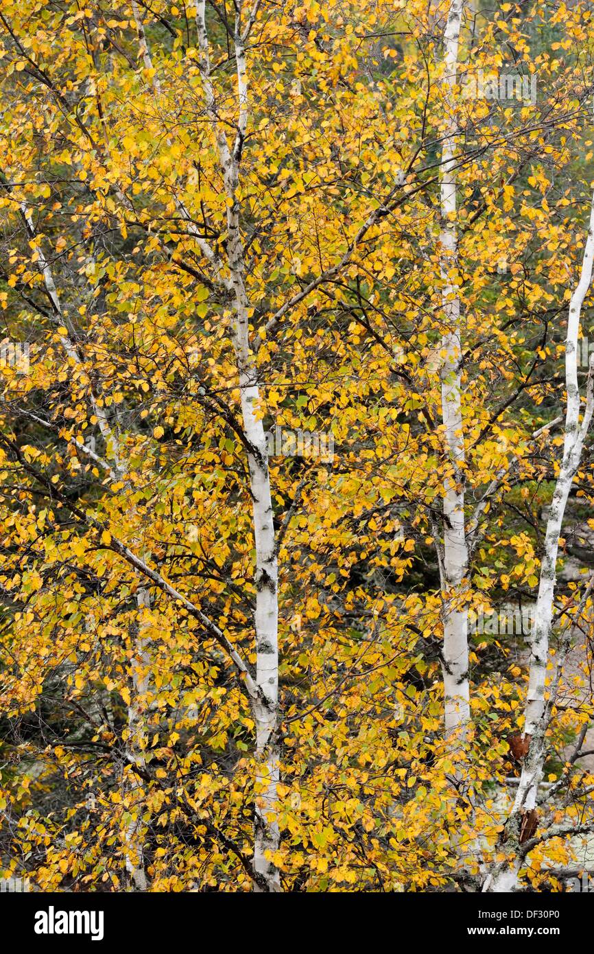 Betula papyrifera paper birch hi-res stock photography and images - Alamy