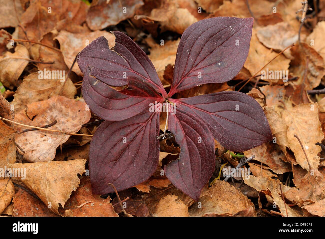 Canadian bunchberry hi-res stock photography and images - Alamy