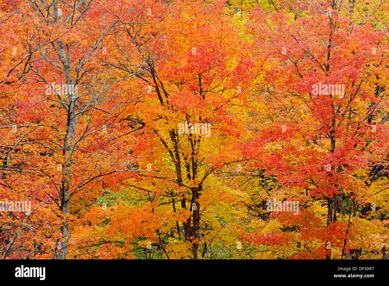 Mature maples ontario hi-res stock photography and images - Alamy