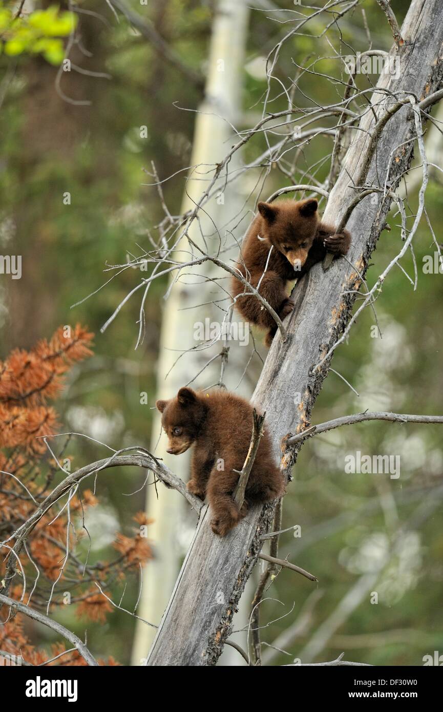 American Black bear Ursus americanus Two young cubs playing in the ...