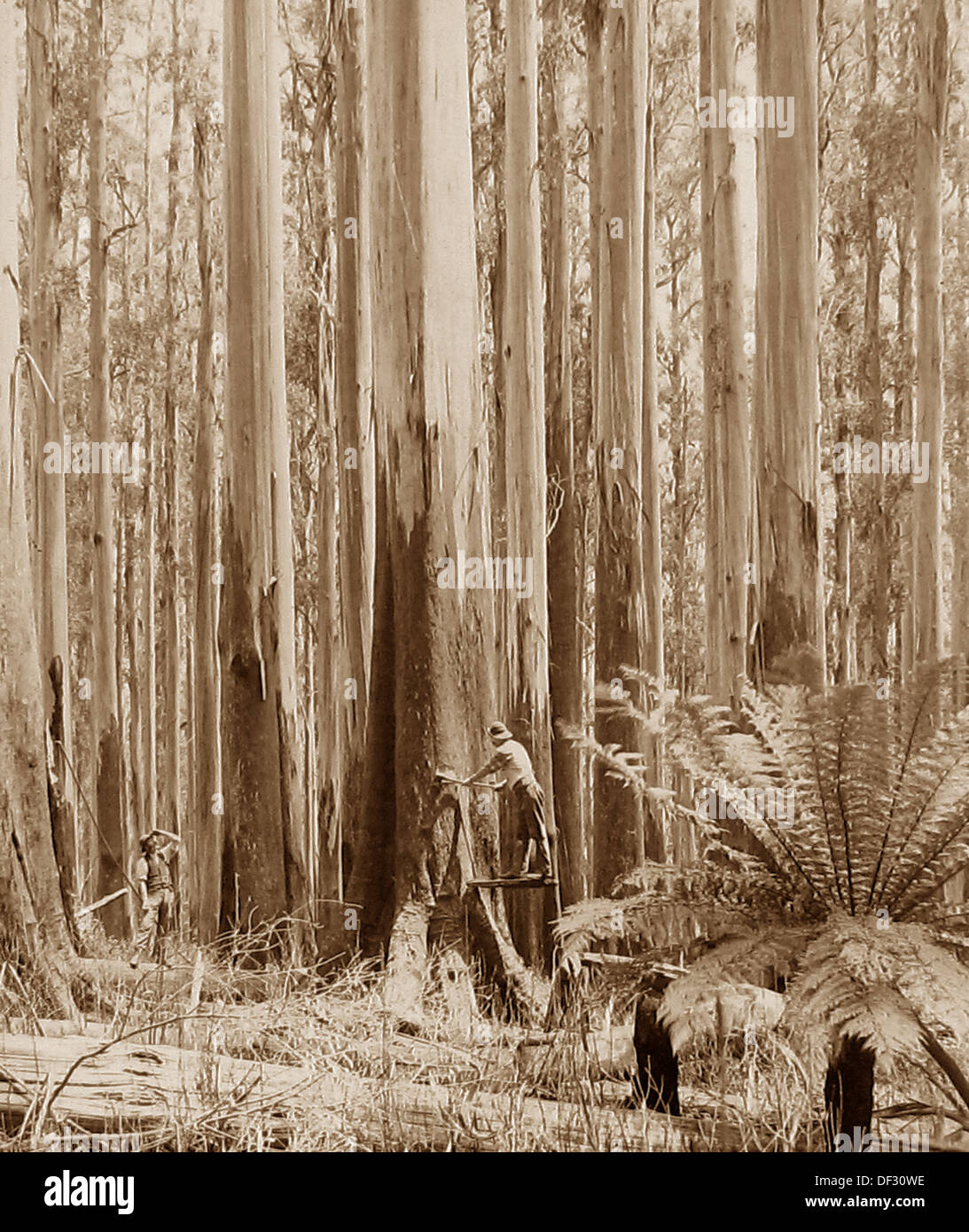 Victorian trees hi-res stock photography and images - Alamy