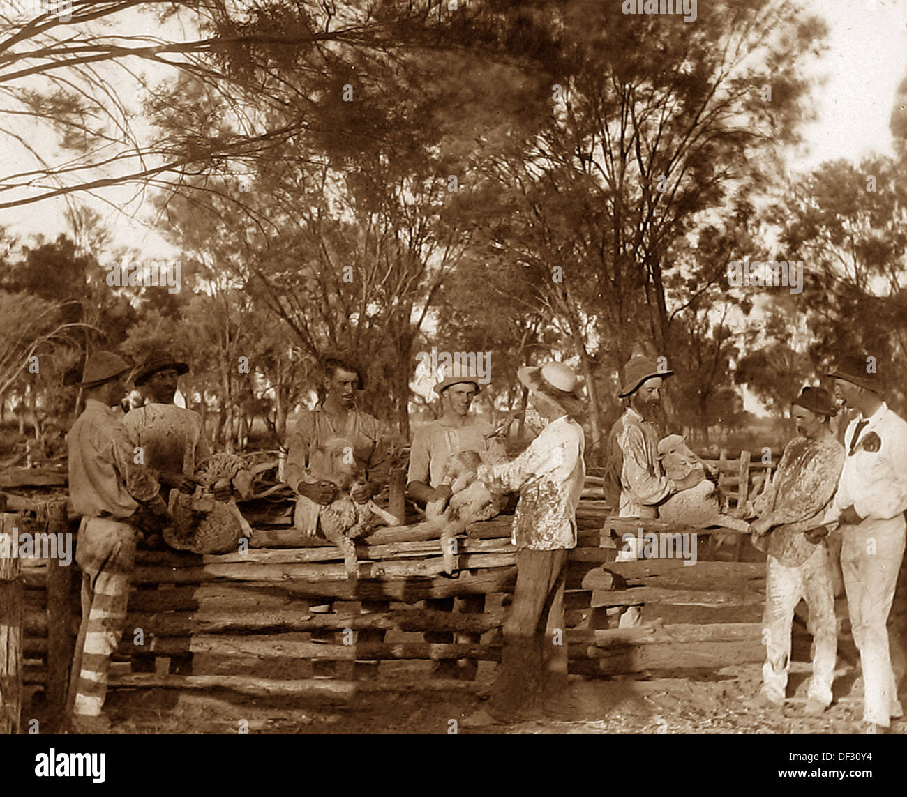 Victorian lamb hi-res stock photography and images - Alamy