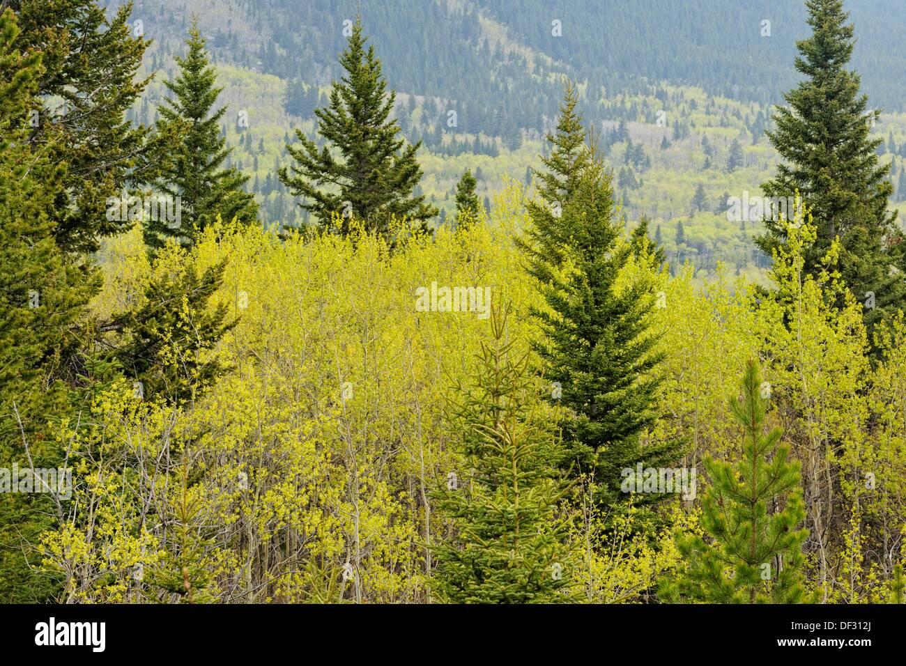 Coniferous and deciduous forests hi-res stock photography and images ...