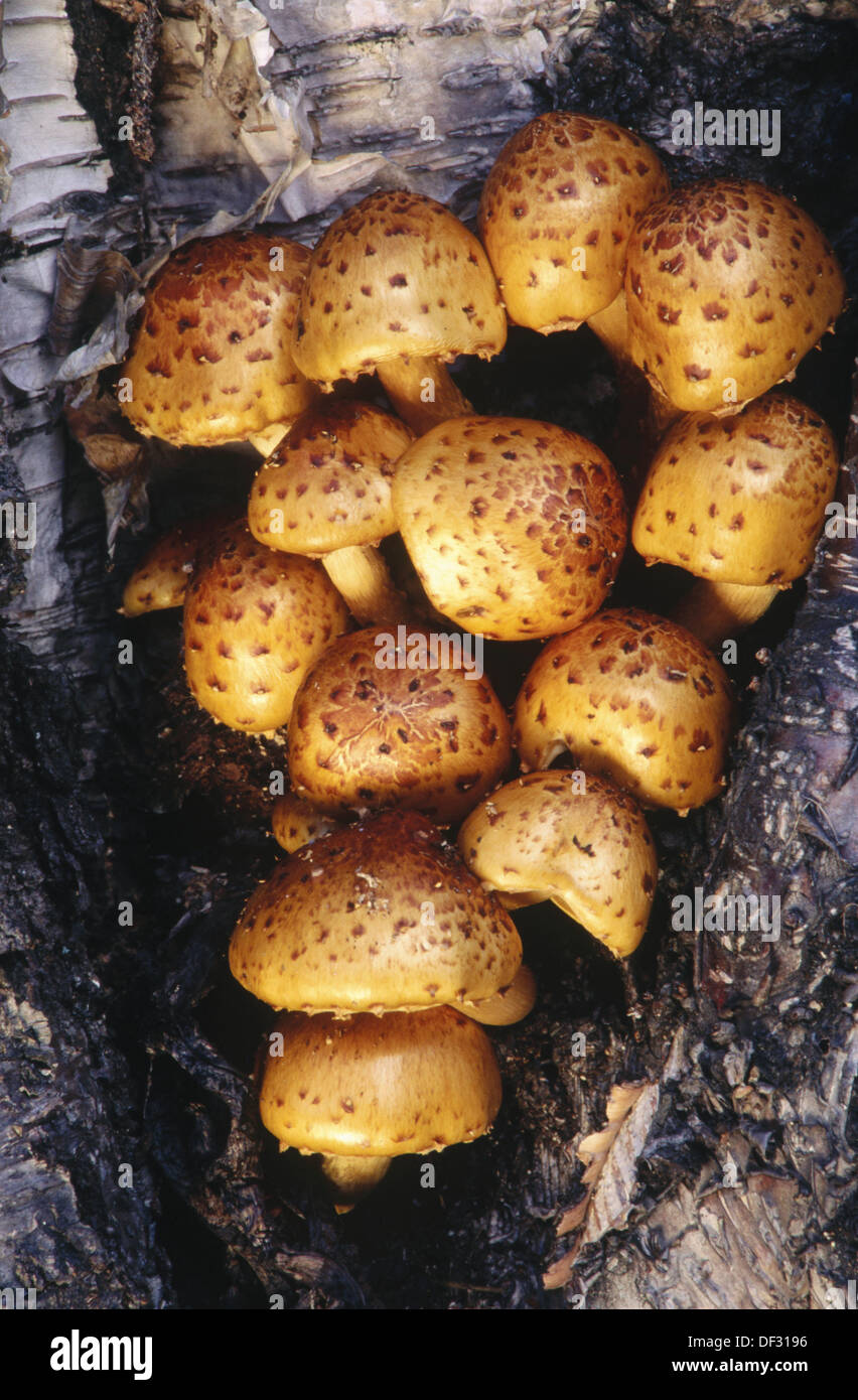 Scaly Cluster Fungus High Resolution Stock Photography and Images - Alamy