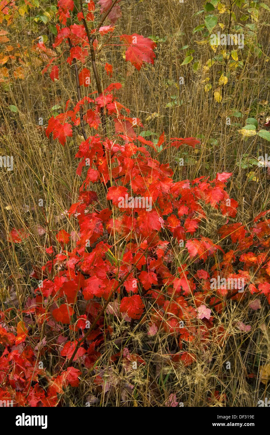 Tree Acer Rubra Stock Photos & Tree Acer Rubra Stock Images - Alamy