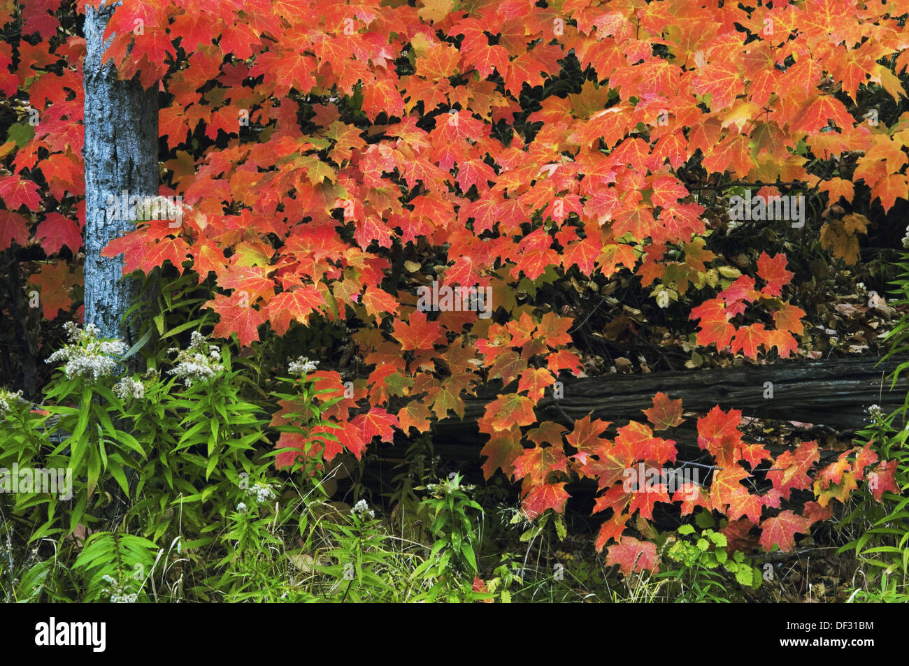 Mature maples ontario hi-res stock photography and images - Alamy