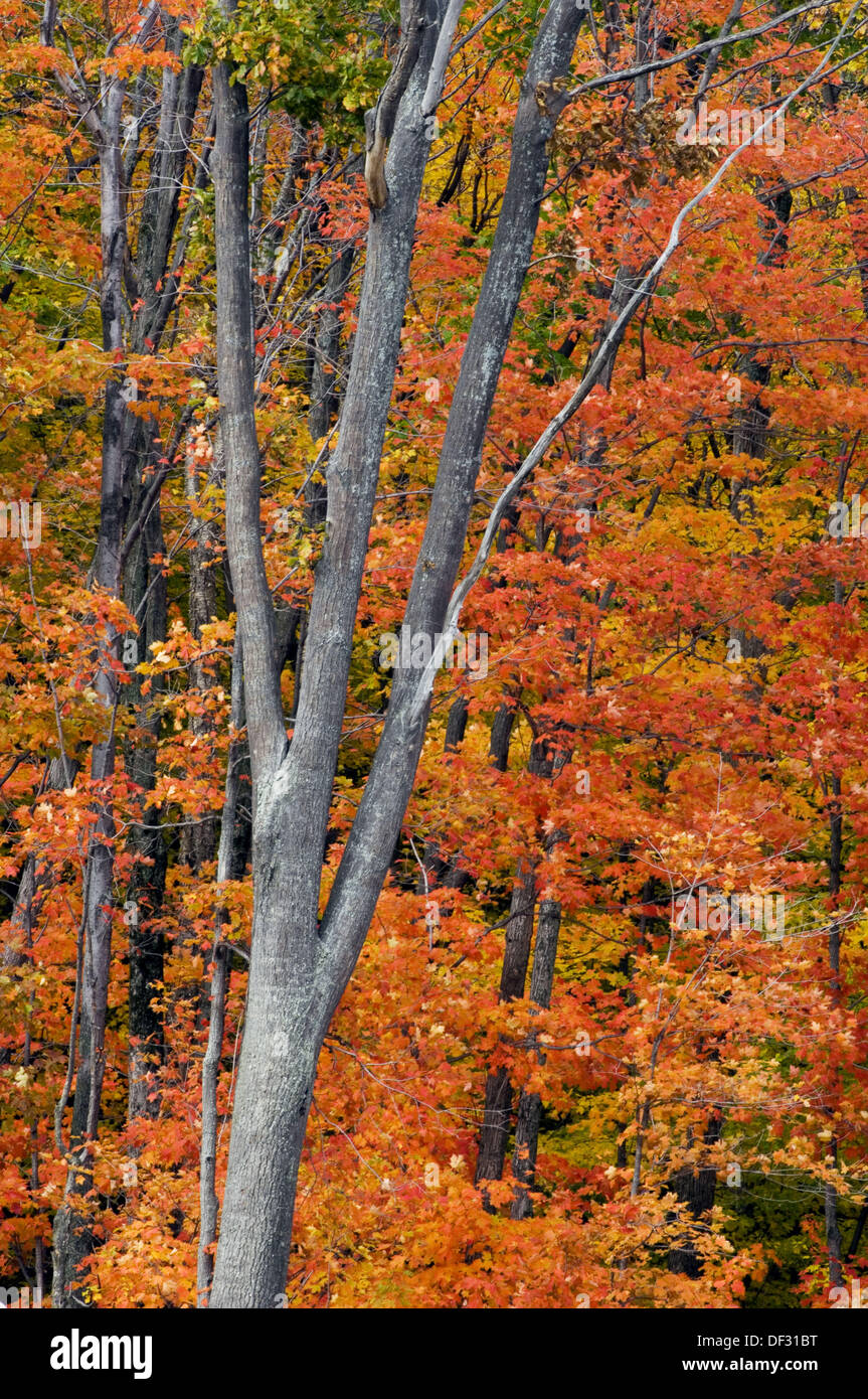 Mature maples ontario hi-res stock photography and images - Alamy
