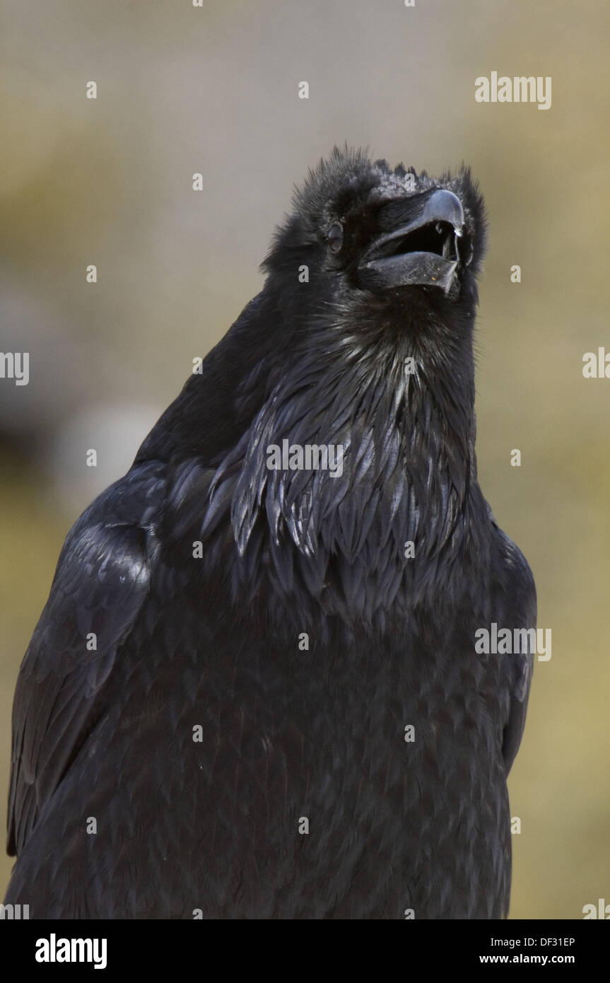 Unique raven image hi-res stock photography and images - Alamy