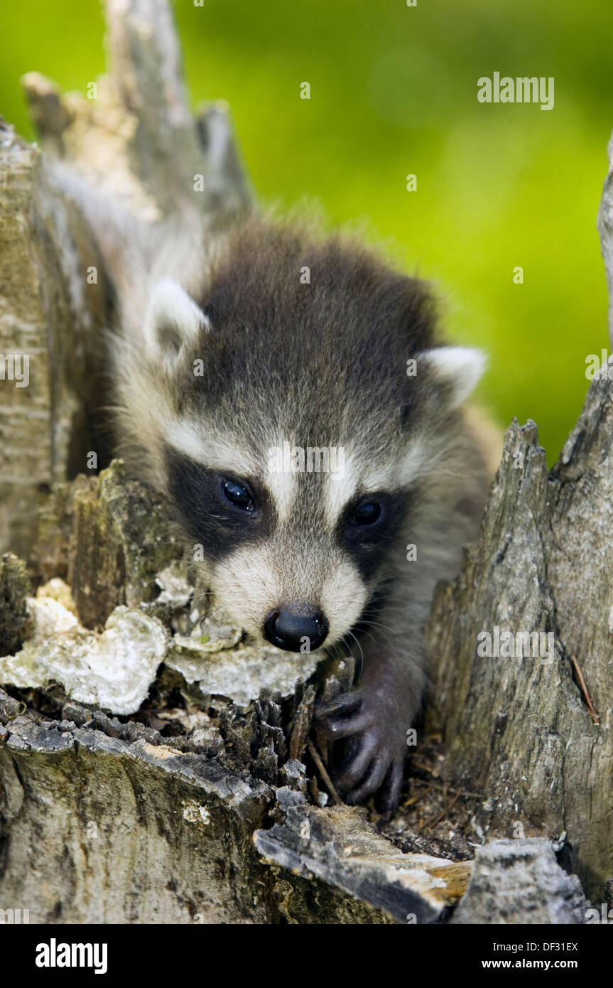 Baby raccoon on tree hi-res stock photography and images - Alamy