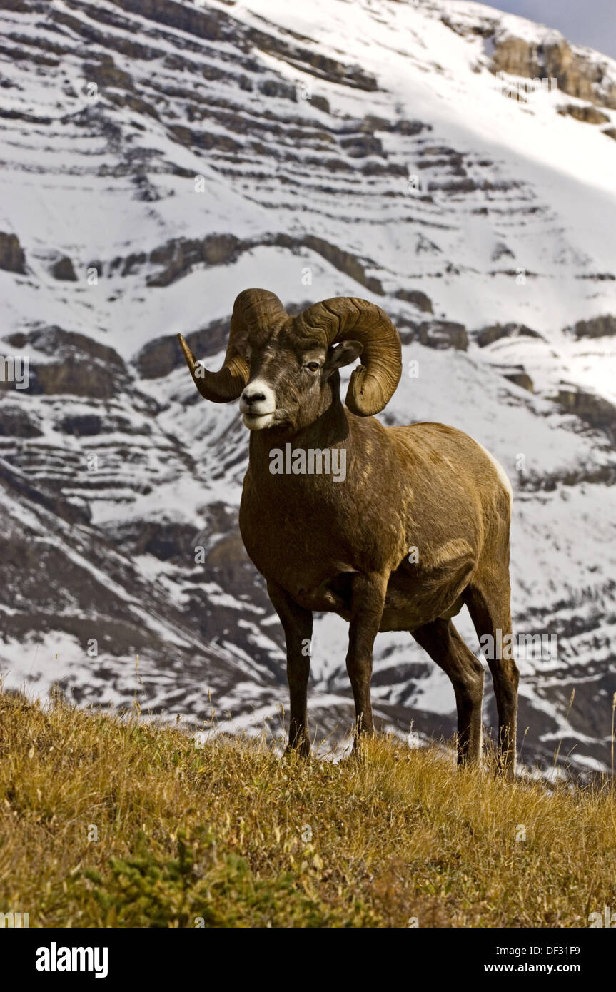 Very Hardy Strong Sheep High Resolution Stock Photography and Images ...