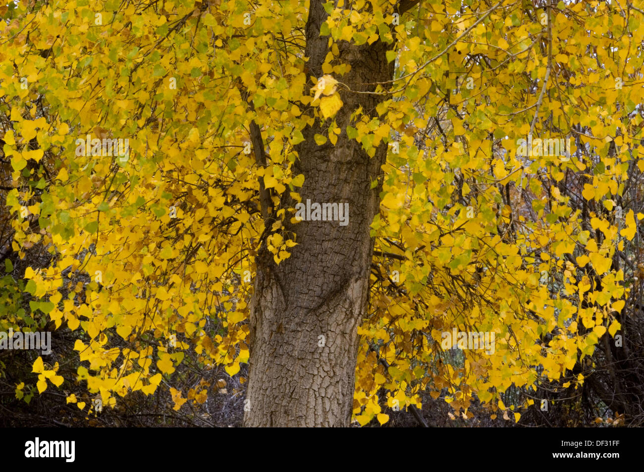 Populus angustifolia hi-res stock photography and images - Alamy