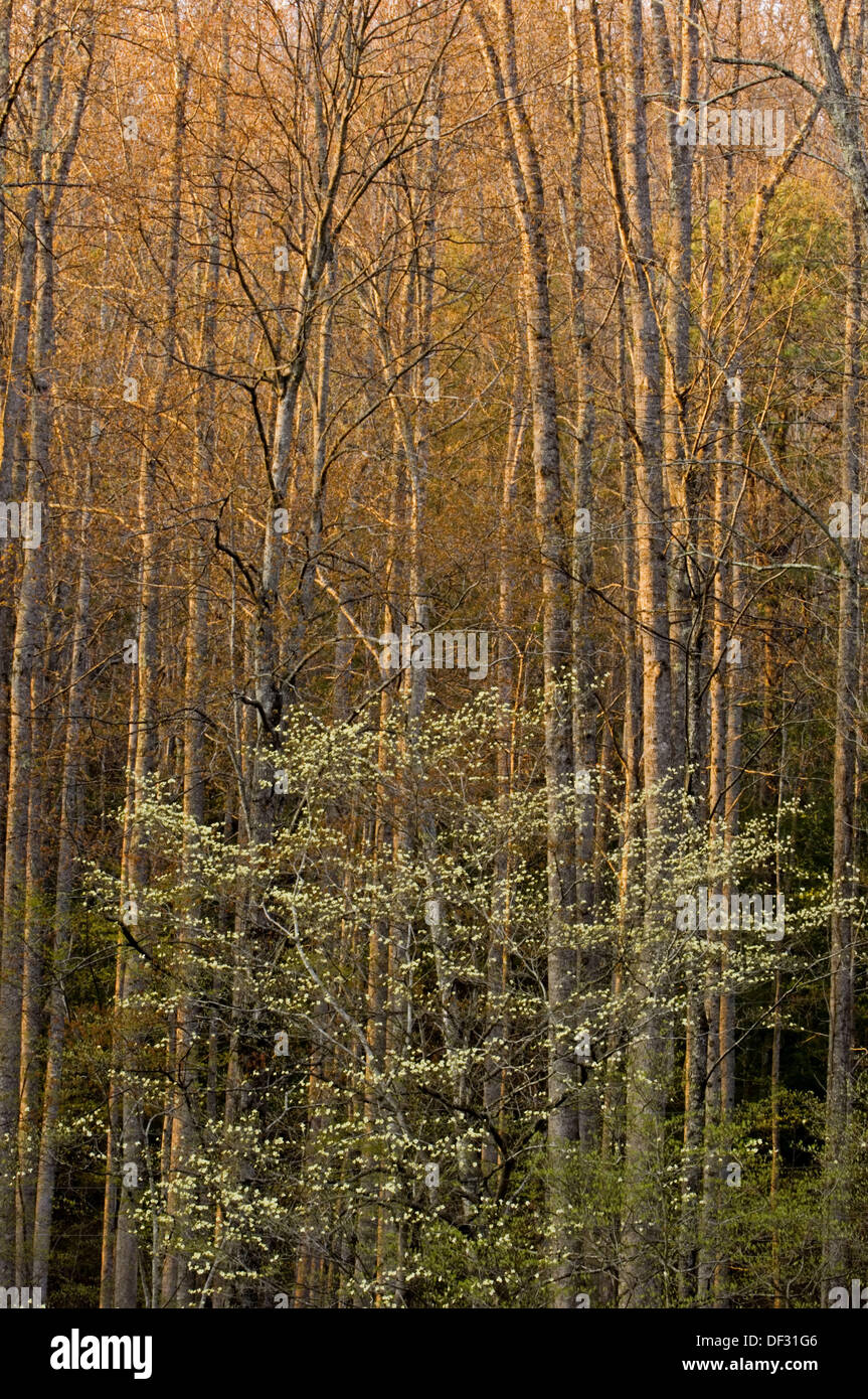 Geography Of Appalachia High Resolution Stock Photography and Images ...