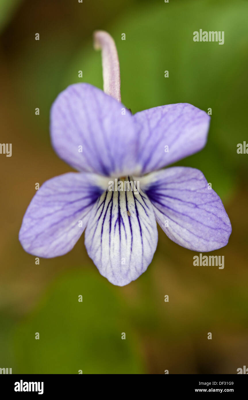 Great Spurred Violet High Resolution Stock Photography and Images - Alamy