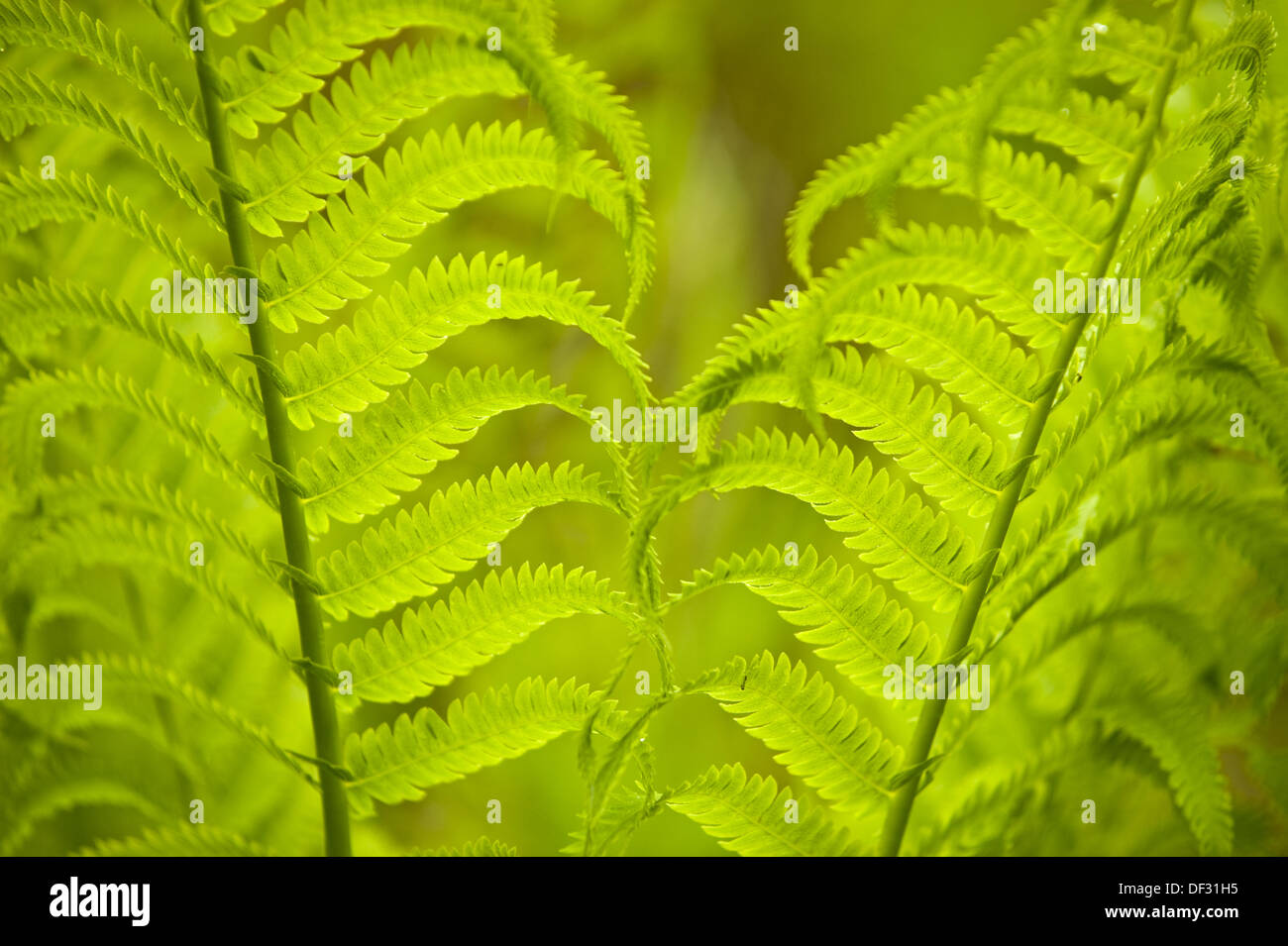 Fern pastel hi-res stock photography and images - Alamy