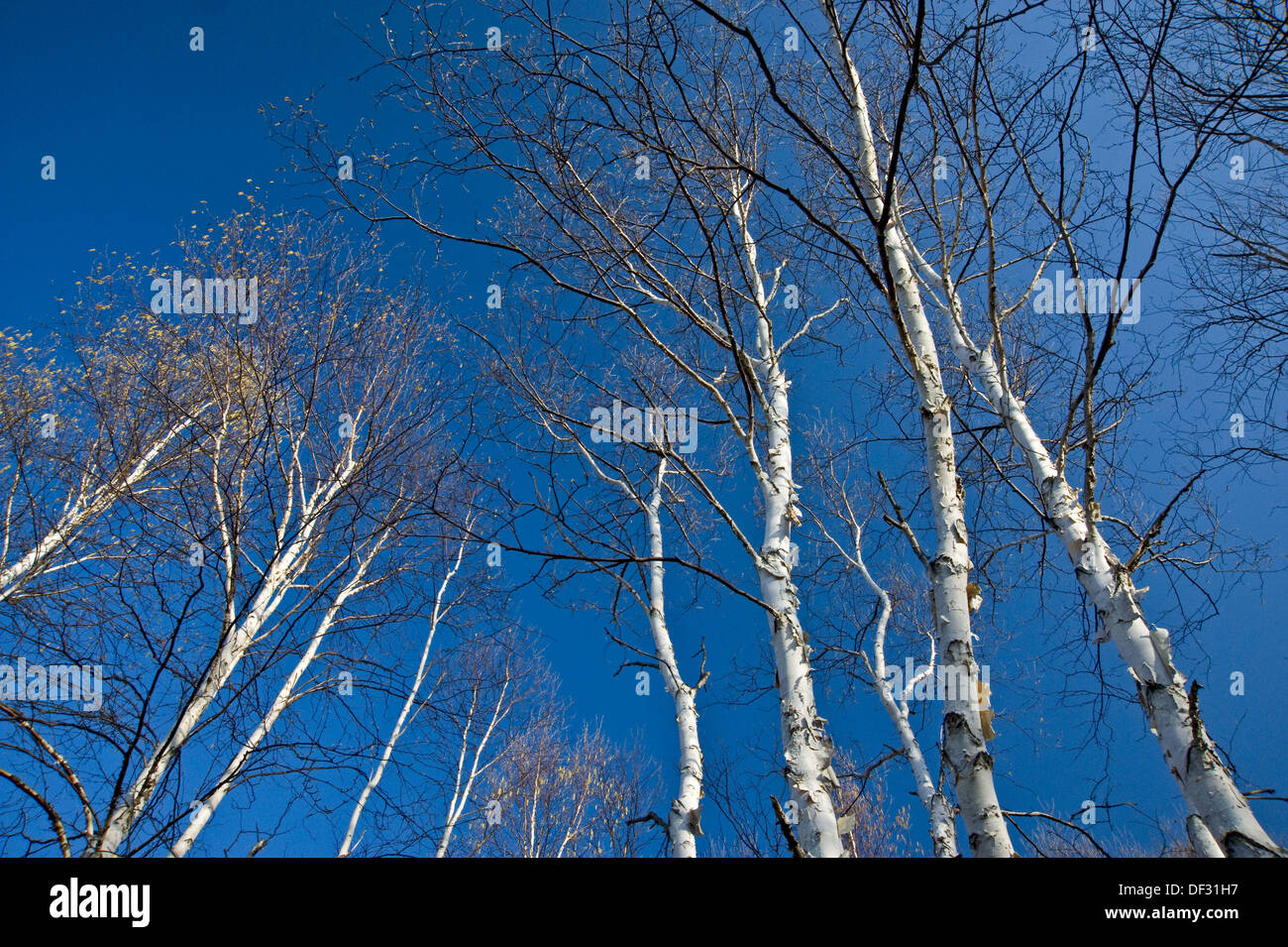 Shield of trees hi-res stock photography and images - Alamy