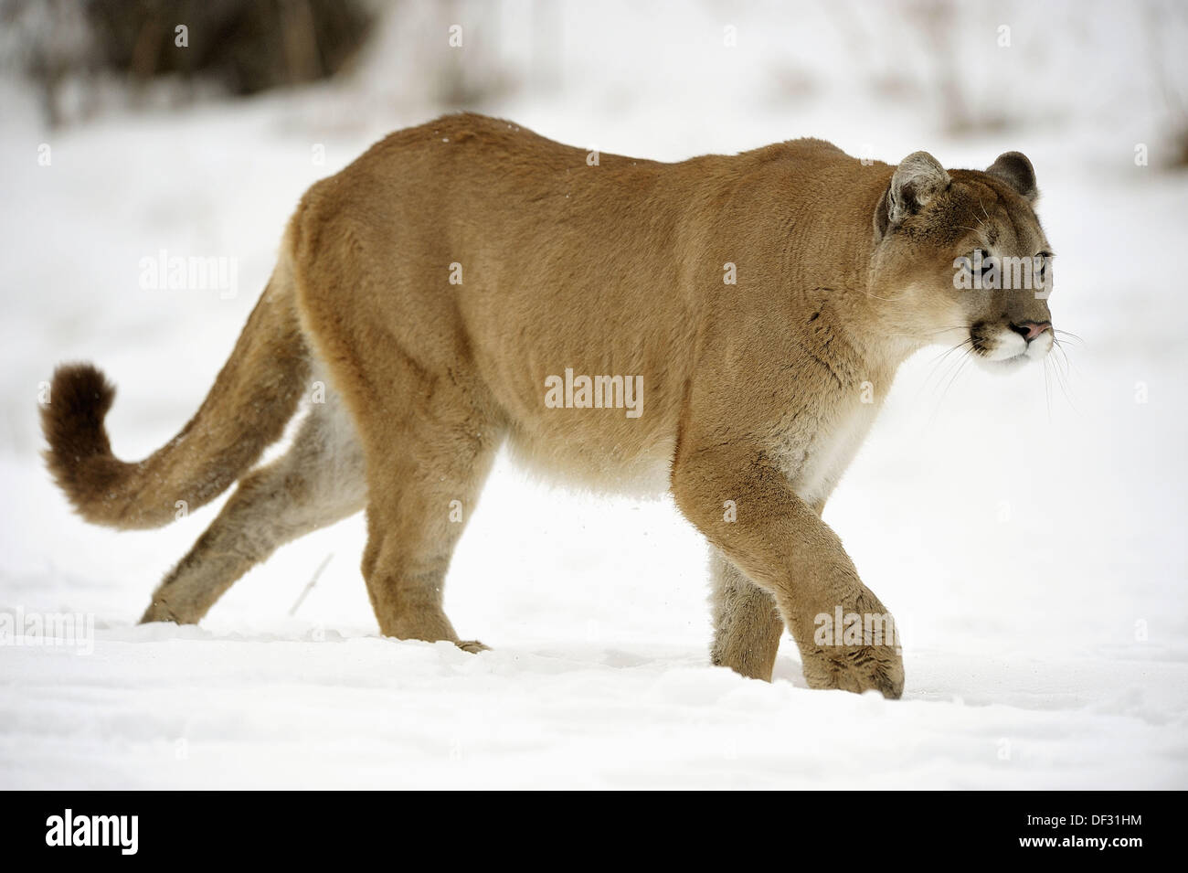 Cougar mountain lion hi-res stock photography and images - Alamy