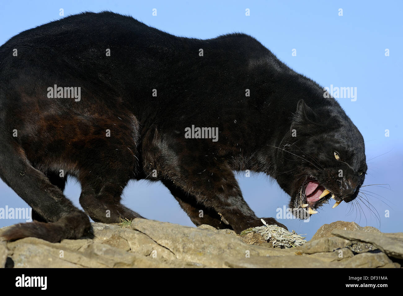 Black Panther Panthera Pardus Portrait Stock Photos & Black Panther ...