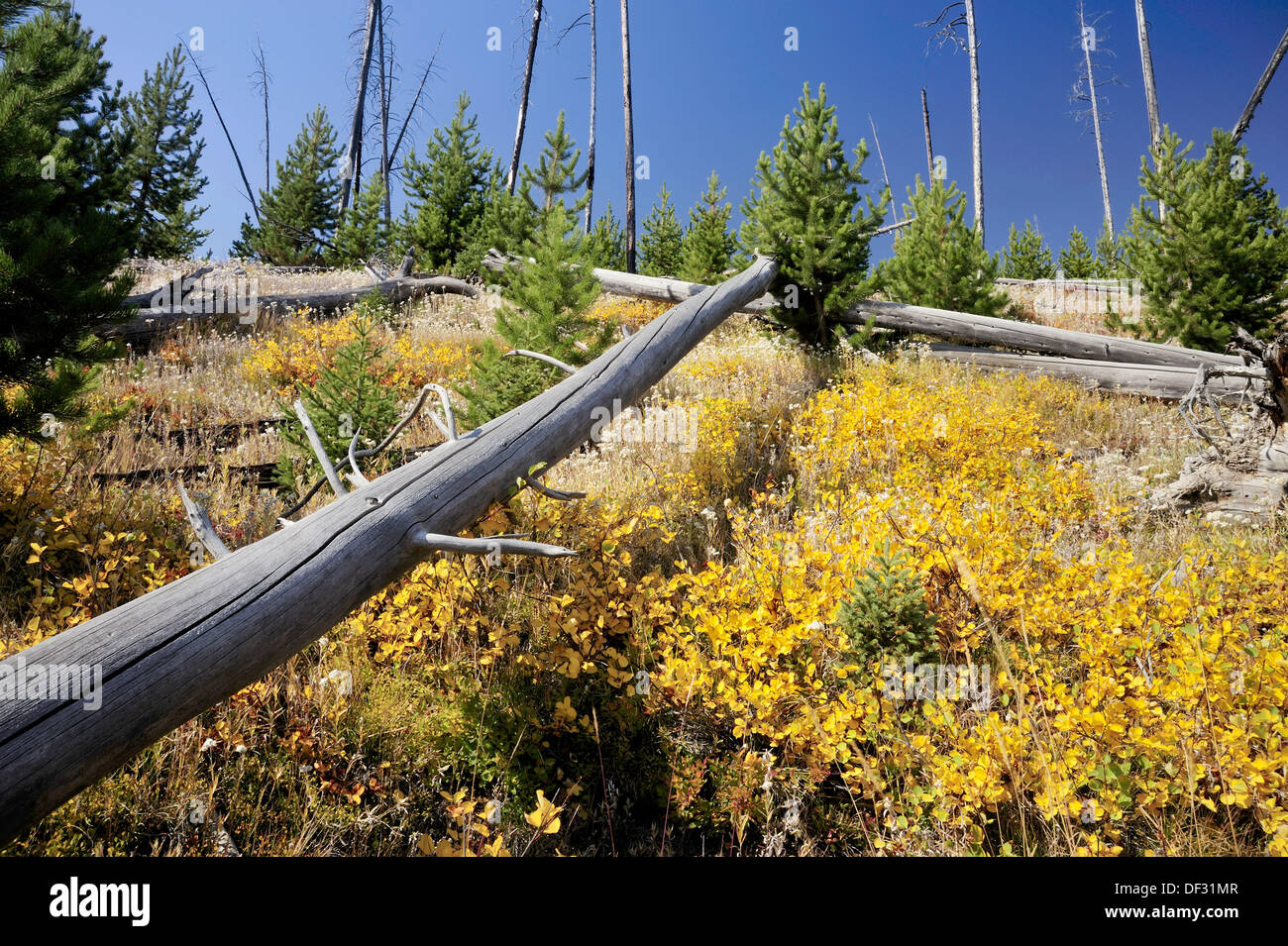 Burned deciduous tree hi-res stock photography and images - Alamy