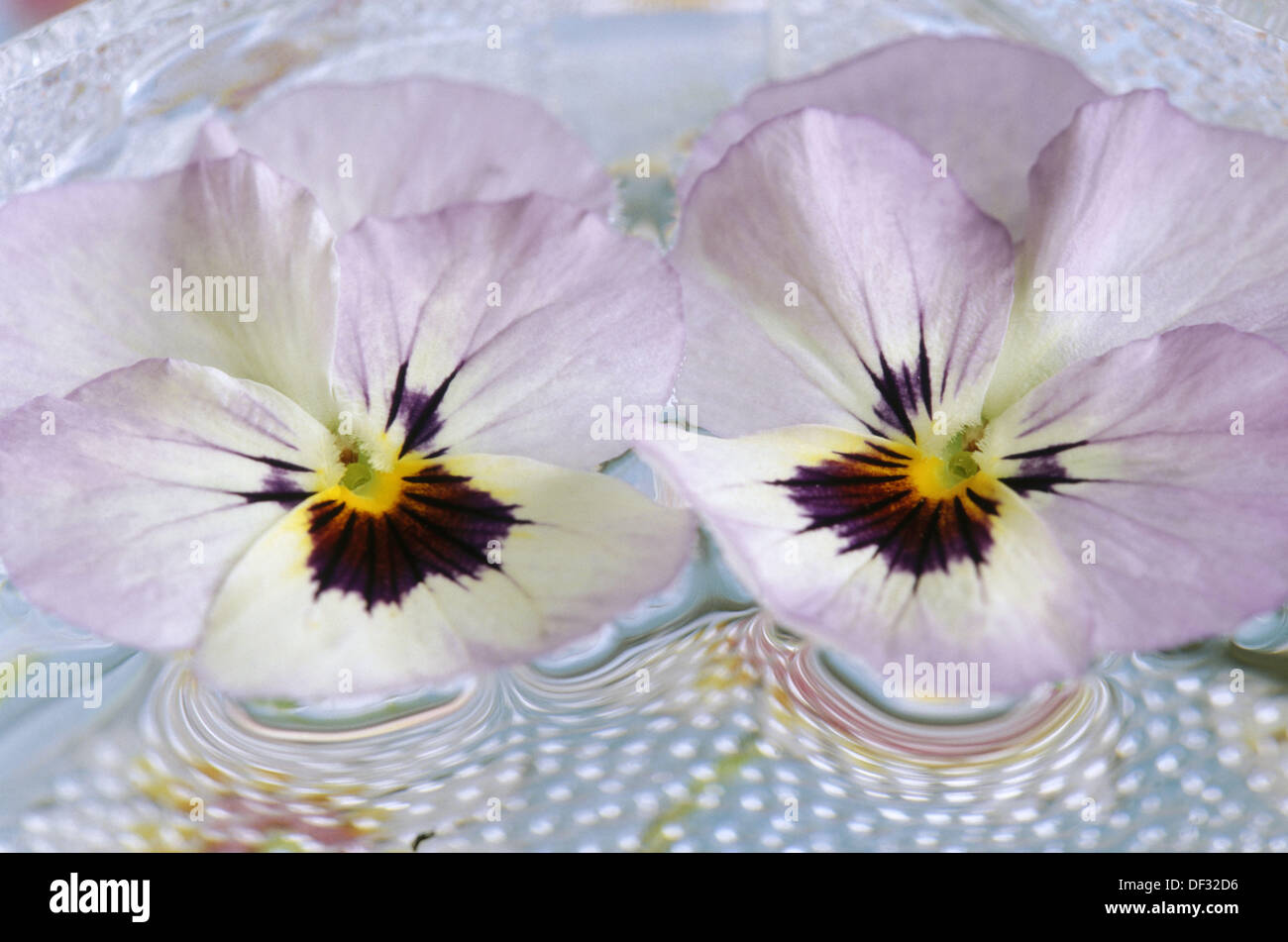 Babyface (Viola) floating on water. Southern Oregon Coast. USA Stock ...