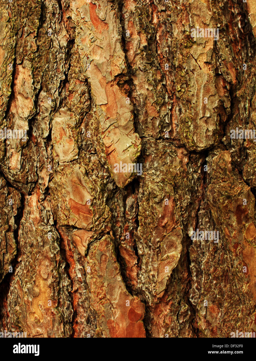 Woodland tree texture hi-res stock photography and images - Alamy