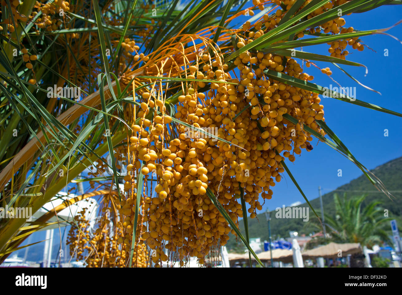 Date tree hi-res stock photography and images - Alamy