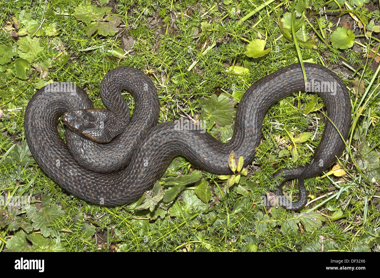 Gloydius hi-res stock photography and images - Alamy