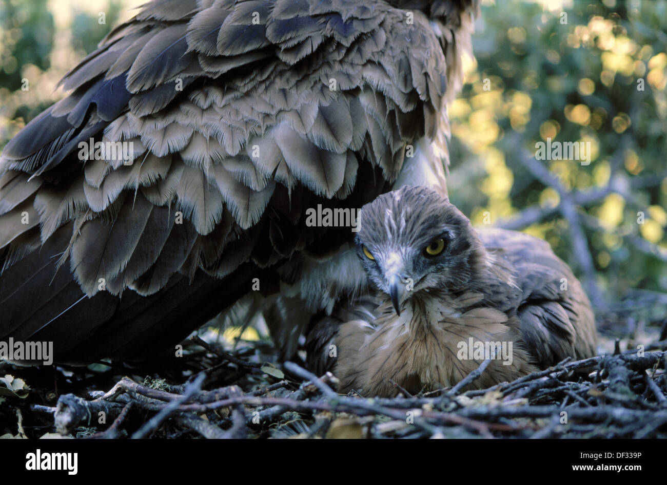 Eagle eating snake hi-res stock photography and images - Alamy