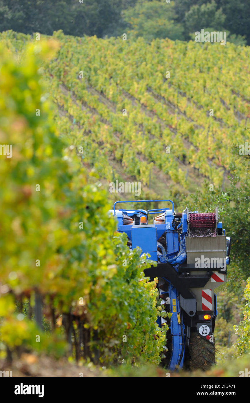 Mechanical harvesting of grapes in the vineyard Stock Photo - Alamy