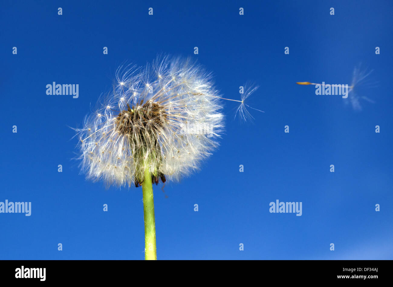 Seeds flying hi-res stock photography and images - Alamy
