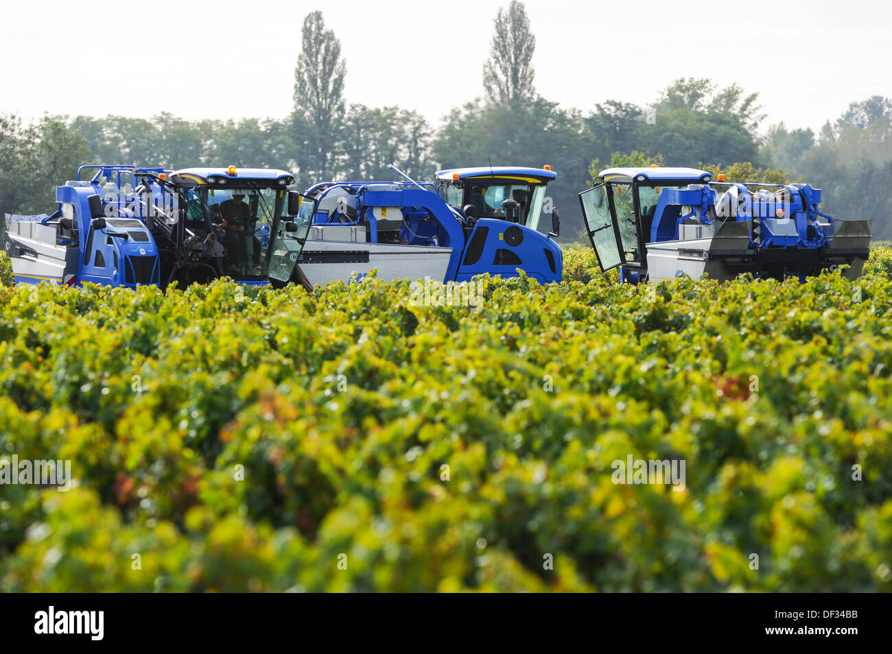 Mechanical harvesting of grapes in the vineyard Stock Photo - Alamy