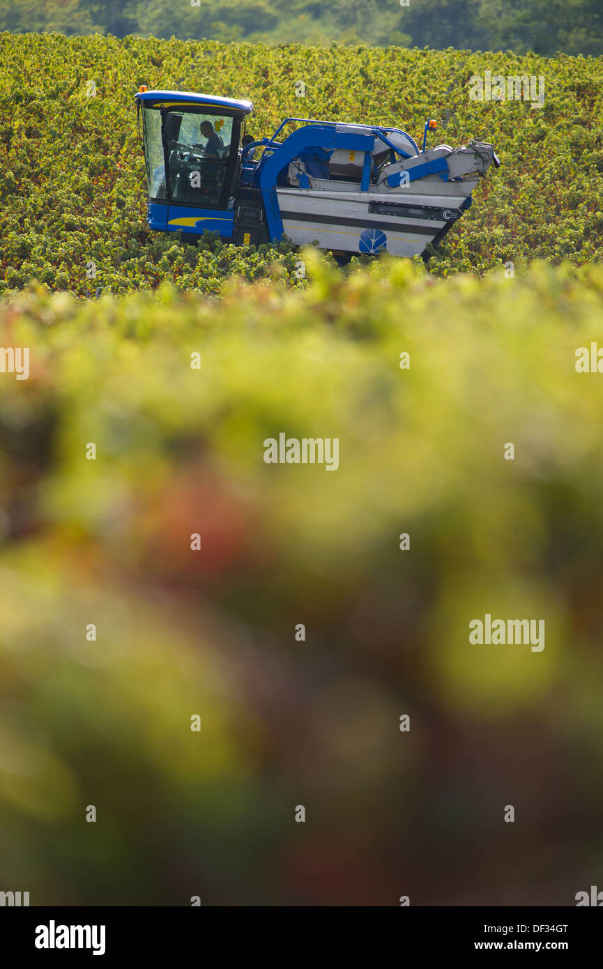 Mechanical harvesting of grapes in the vineyard Stock Photo - Alamy