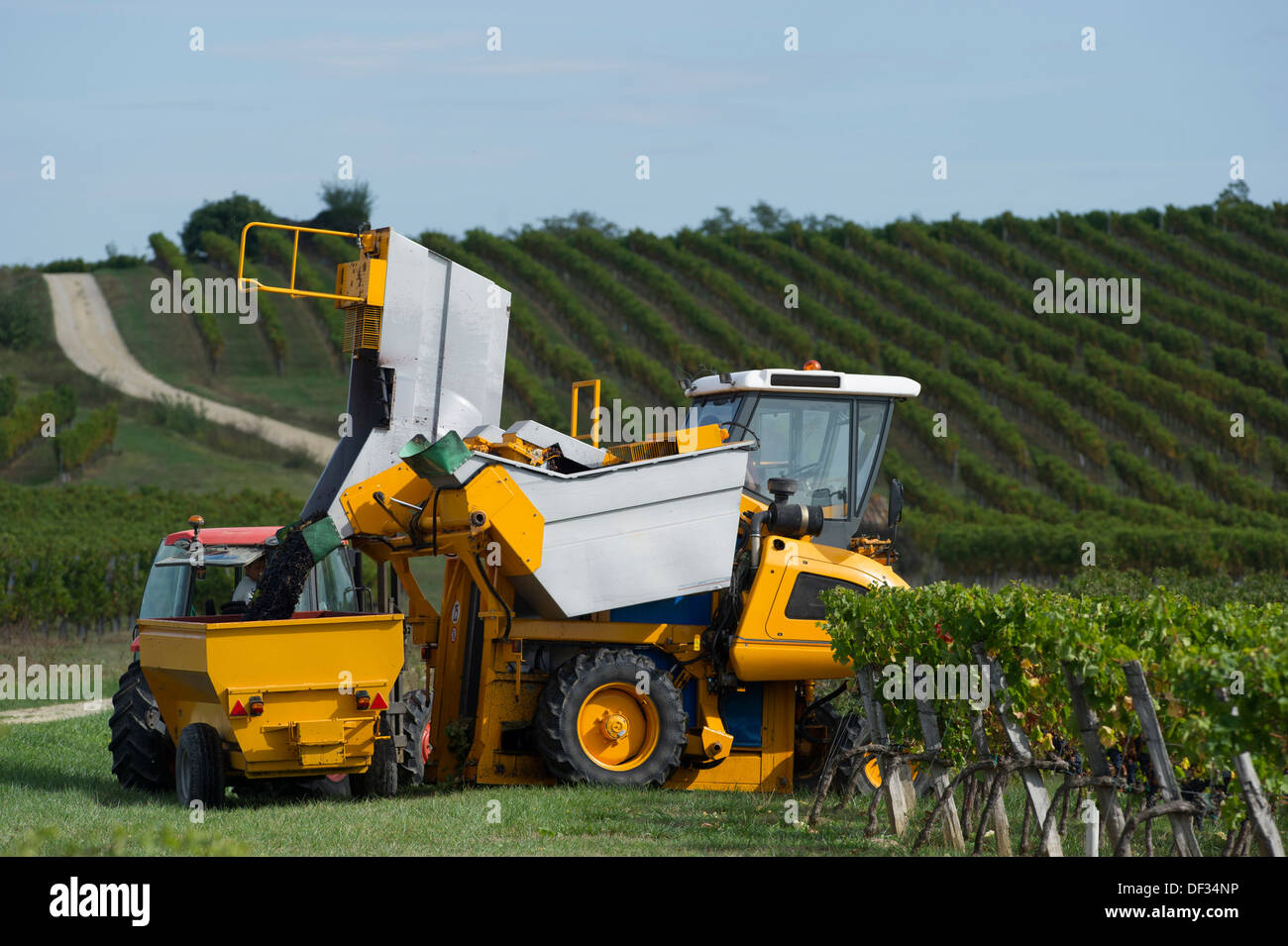 Mechanical harvesting of grapes in the vineyard Stock Photo - Alamy