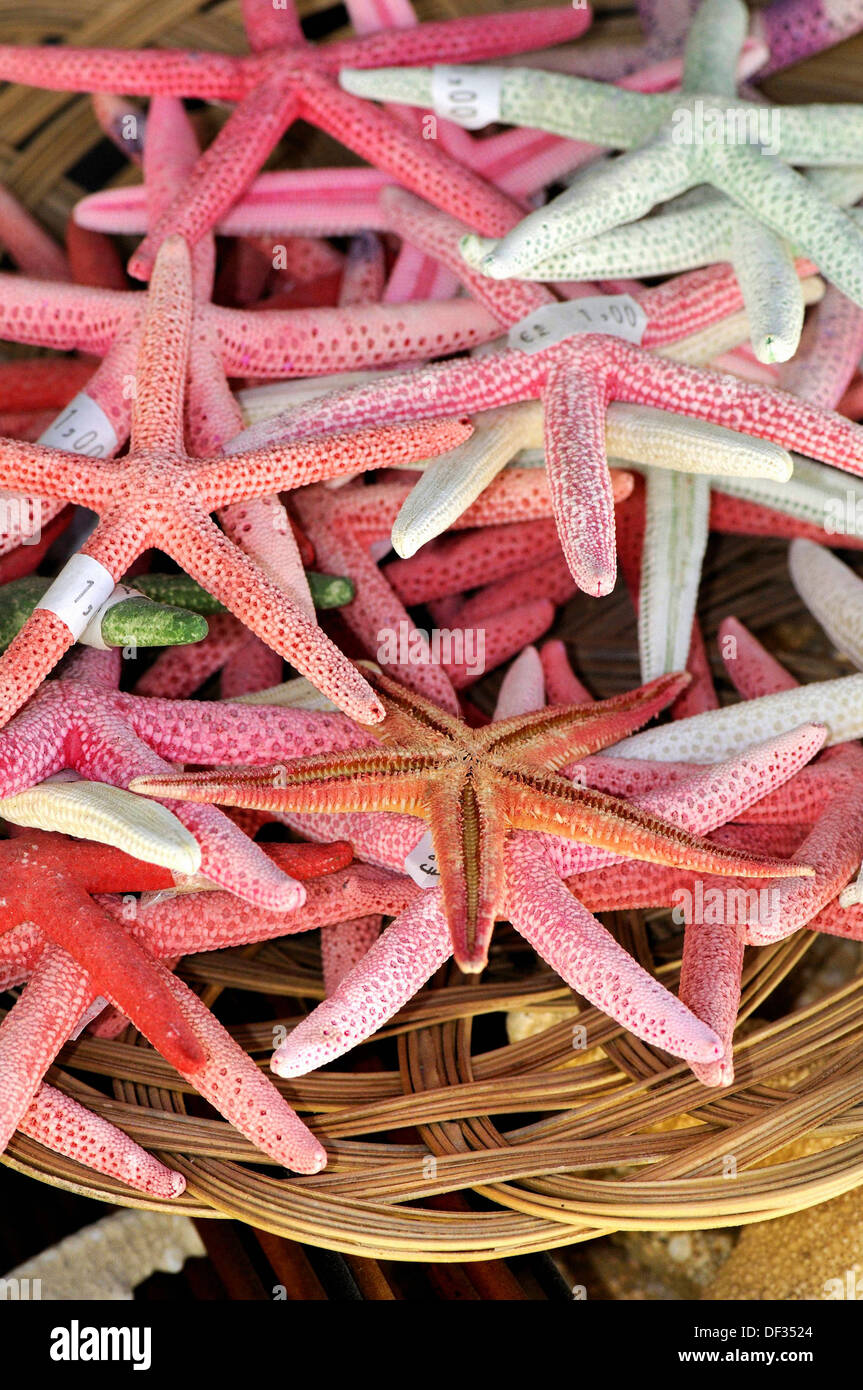 Basket starfishes hi-res stock photography and images - Alamy